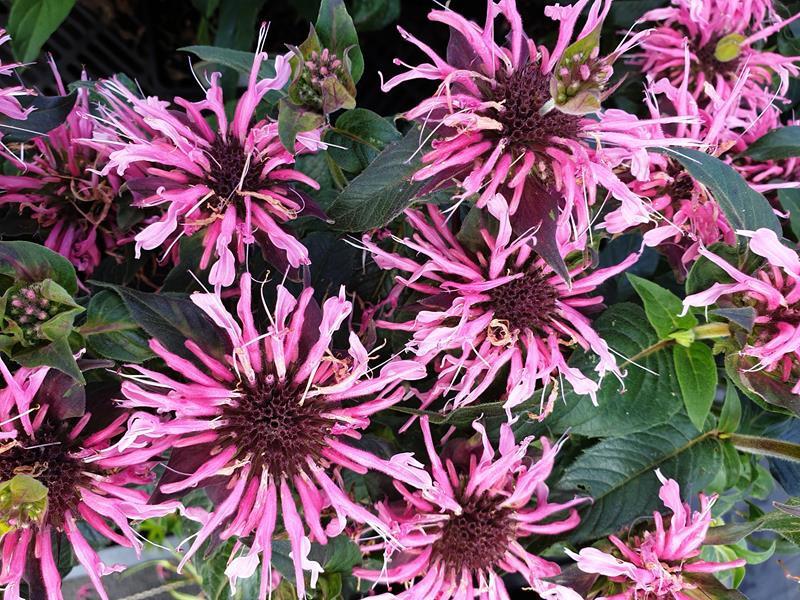 Pysznogłówka 'Fireball' - Monarda 1L