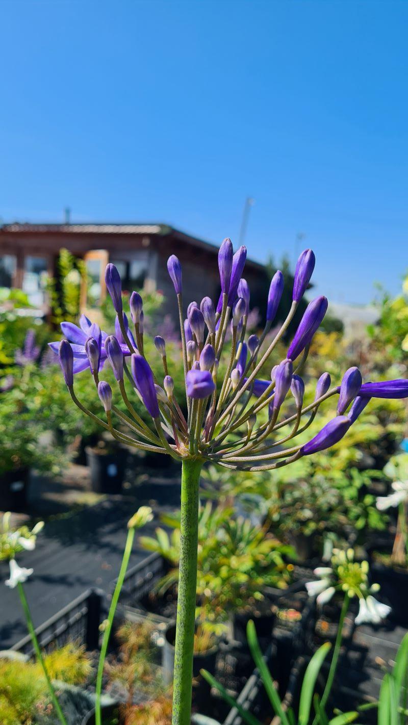 Agapant afrykański - Agapanthus africanus 4L