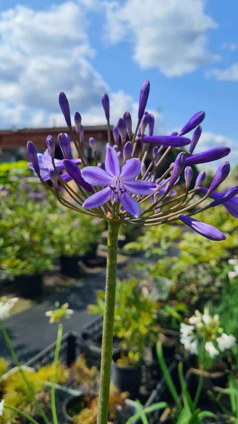 Agapant afrykański - Agapanthus africanus 4L
